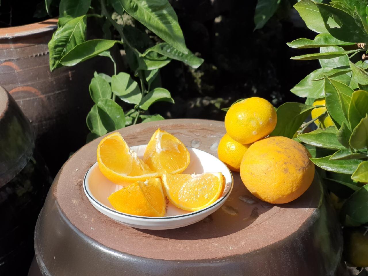 Jeju Citrus Picking Experience at Suseon-ri Farm - KwaveBlog