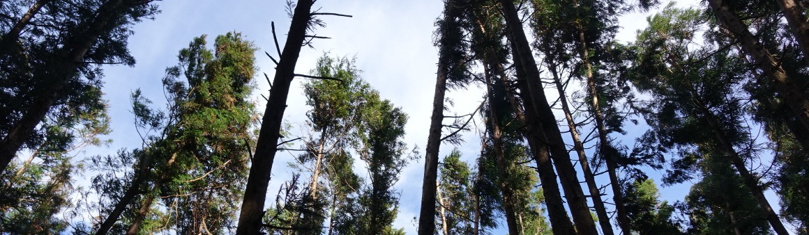 Geomun Oreum Volcanic cone (UNESCO World Natural Heritage )